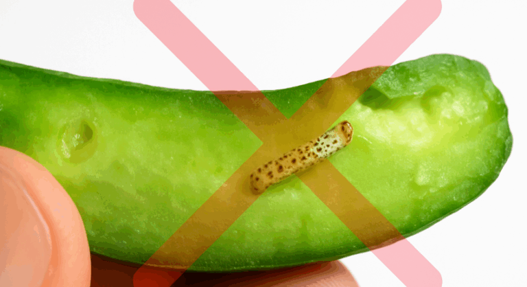 害虫からきゅうりを守るコツとは？防虫ネットと天敵の活用法 - PestZero